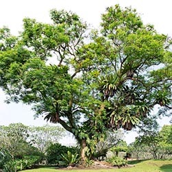 Adenanthera pavonina - Monaco Nature Encyclopedia