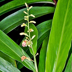 Alpinia conchigera - Monaco Nature Encyclopedia