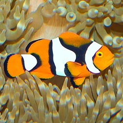 Amphiprion percula - Monaco Nature Encyclopedia