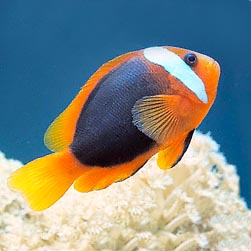 Amphiprion rubrocinctus - Monaco Nature Encyclopedia