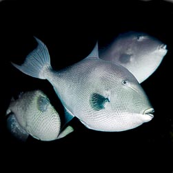 Balistes capriscus - Monaco Nature Encyclopedia