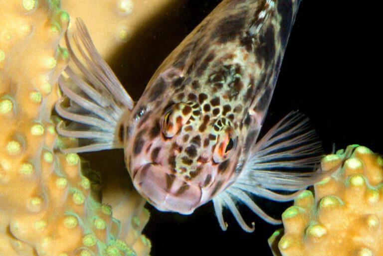 Cirrhitichthys oxycephalus - Monaco Nature Encyclopedia