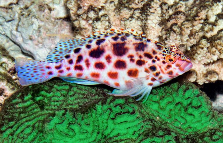 Cirrhitichthys oxycephalus - Monaco Nature Encyclopedia