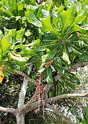 Barringtonia edulis - Monaco Nature Encyclopedia