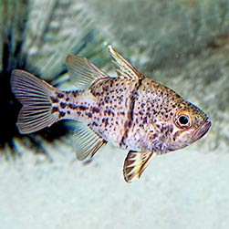 Apogonidae Archivi - Monaco Nature Encyclopedia