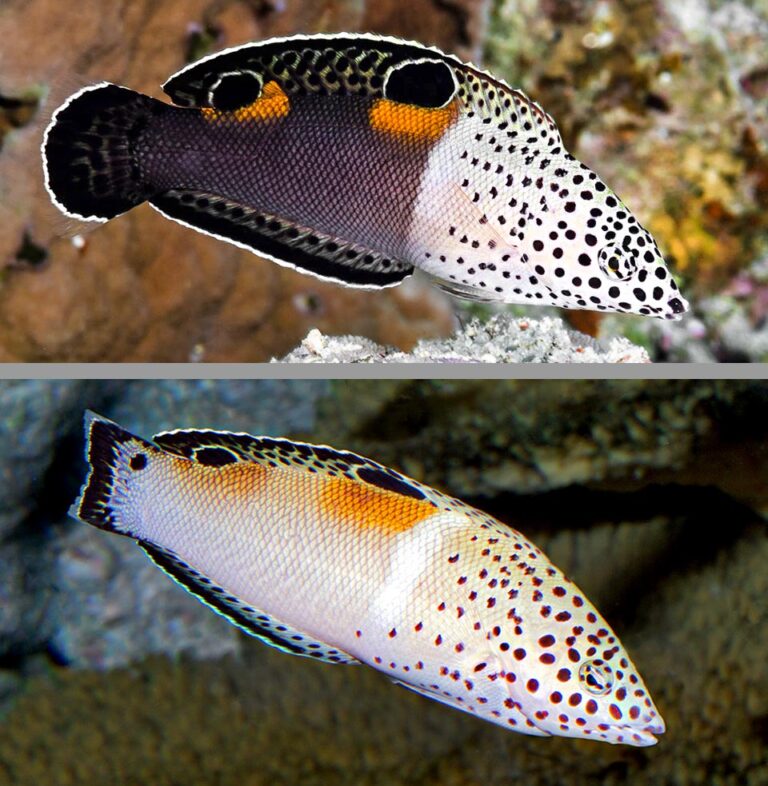 Coris aygula - Monaco Nature Encyclopedia