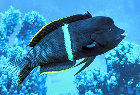 Coris aygula - Monaco Nature Encyclopedia