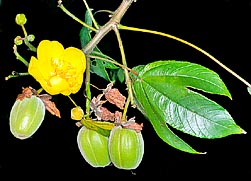 Bixaceae Archivi - Monaco Nature Encyclopedia