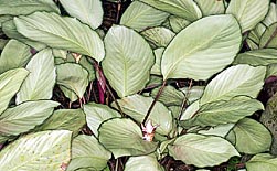 Calathea ‘Silver Plate’ - Monaco Nature Encyclopedia