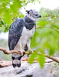 Harpia harpyja - Monaco Nature Encyclopedia