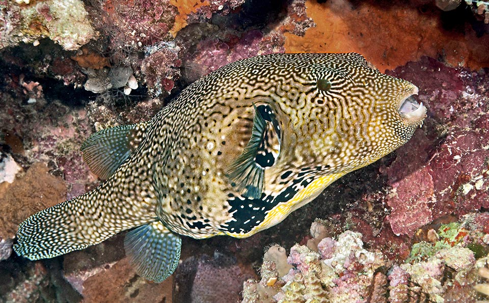 Arothron mappa - Monaco Nature Encyclopedia