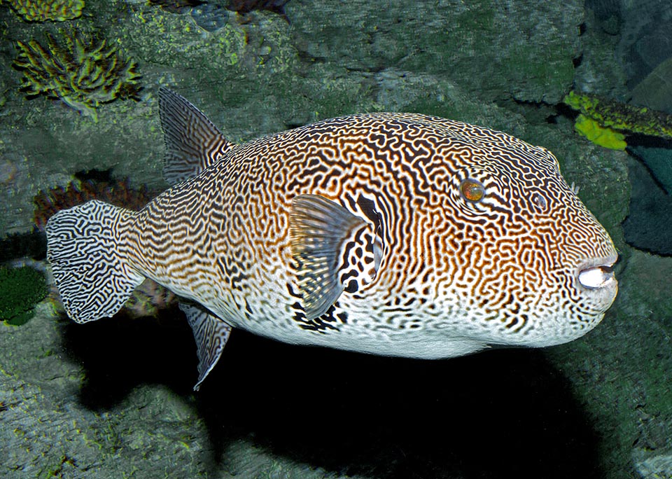 Arothron mappa - Monaco Nature Encyclopedia