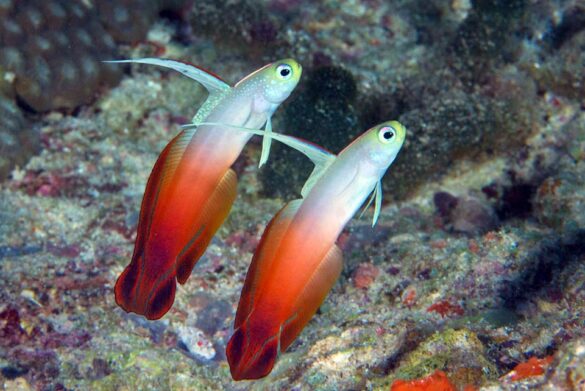 Nemateleotris magnifica - Monaco Nature Encyclopedia