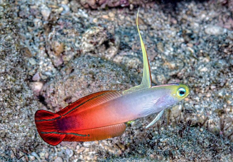 Nemateleotris magnifica - Monaco Nature Encyclopedia