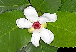 Dillenia philippinensis - Monaco Nature Encyclopedia