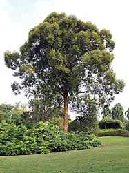 Dipterocarpaceae Archivi - Monaco Nature Encyclopedia