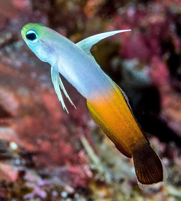 Nemateleotris magnifica - Monaco Nature Encyclopedia