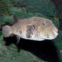 Arothron mappa - Monaco Nature Encyclopedia