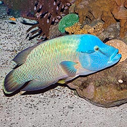 Cheilinus undulatus - Monaco Nature Encyclopedia