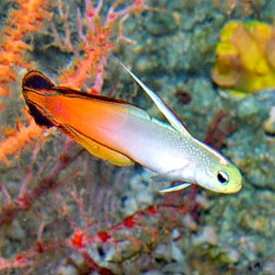 Nemateleotris magnifica - Monaco Nature Encyclopedia