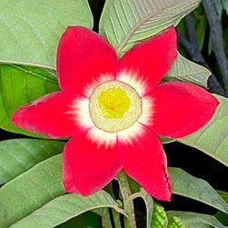 Uvaria grandiflora - Monaco Nature Encyclopedia