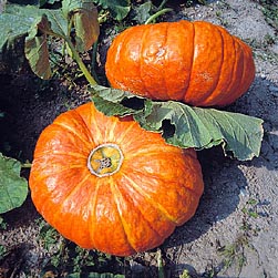 Cucurbita maxima - Monaco Nature Encyclopedia