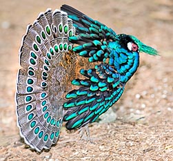 Galliformes Archivi - Monaco Nature Encyclopedia
