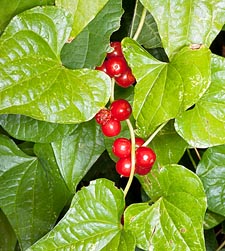 Dioscoreaceae Archivi - Monaco Nature Encyclopedia