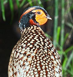Tragopan caboti - Monaco Nature Encyclopedia