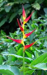 Heliconia latispatha - Monaco Nature Encyclopedia