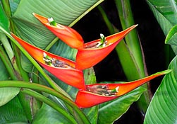 Heliconia stricta - Monaco Nature Encyclopedia