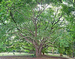 Lecythidaceae Archivi - Monaco Nature Encyclopedia