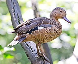 Anas bernieri - Monaco Nature Encyclopedia