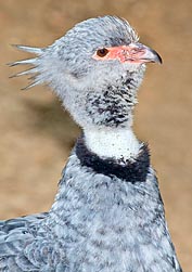 Chauna torquata - Monaco Nature Encyclopedia