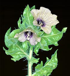 Hyoscyamus niger - Monaco Nature Encyclopedia