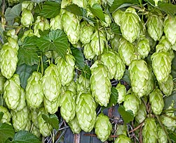 Humulus lupulus - Monaco Nature Encyclopedia