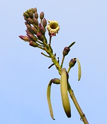 Oroxylum indicum - Monaco Nature Encyclopedia