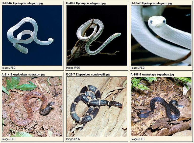 Serpentes Monaco Nature Encyclopedia