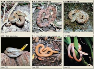 Serpentes - Monaco Nature Encyclopedia