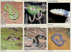 Serpentes - Monaco Nature Encyclopedia