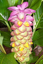 Biodiversità piante Archivi - Pagina 3 di 9 - Monaco Nature Encyclopedia