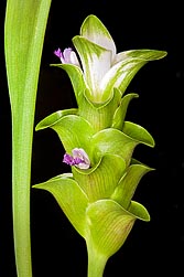 Curcuma parviflora - Monaco Nature Encyclopedia