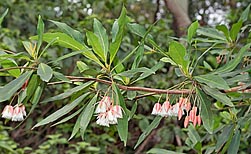 Elaeocarpaceae Archivi - Monaco Nature Encyclopedia