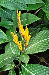 Sanchezia speciosa - Monaco Nature Encyclopedia