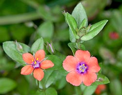 Anagallis arvensis - Monaco Nature Encyclopedia