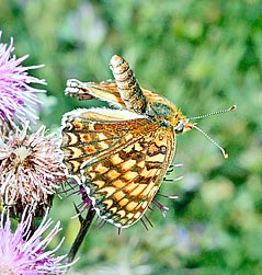 Melitaea cinxia - Monaco Nature Encyclopedia