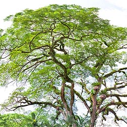 Albizia saman - Monaco Nature Encyclopedia