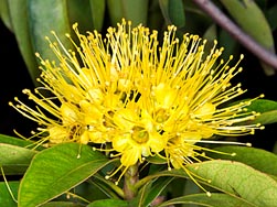 Xanthostemon chrysanthus - Monaco Nature Encyclopedia