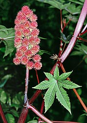 Ricinus communis - Monaco Nature Encyclopedia
