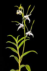 Dendrobium antennatum - Monaco Nature Encyclopedia